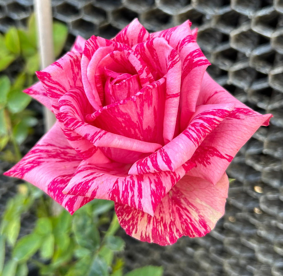 Pink Intuition – Nelson's Southern Roses