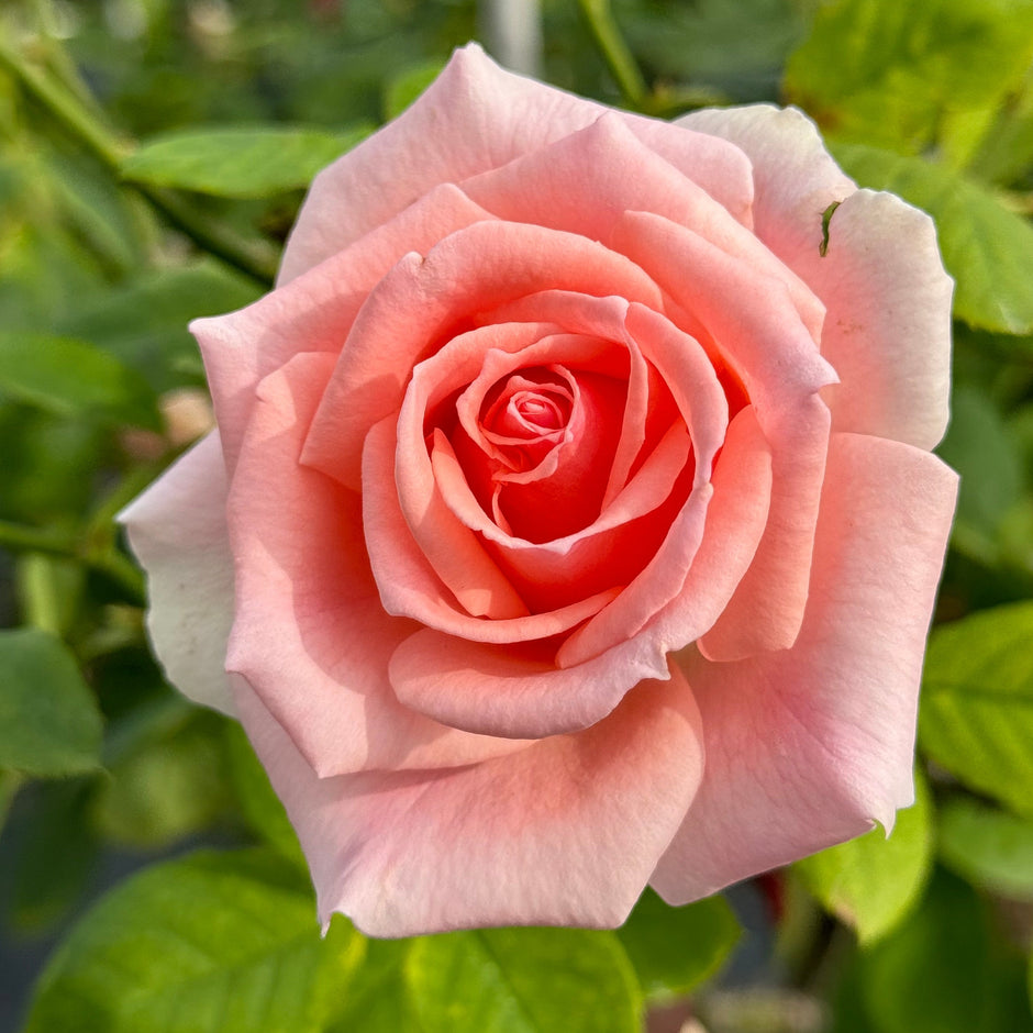 Climbers – Nelson's Southern Roses