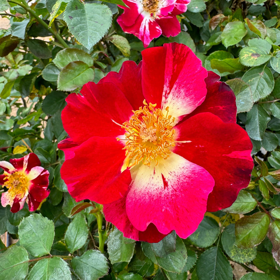 Climbers – Nelson's Southern Roses