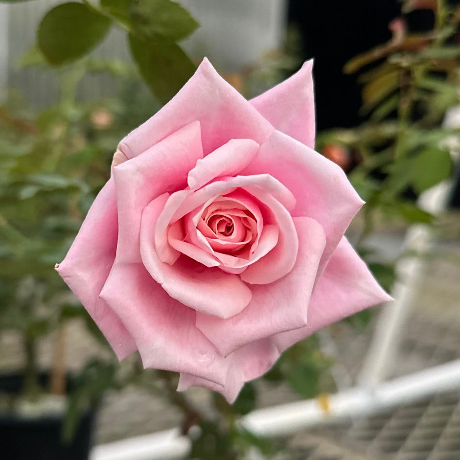 Climbers – Nelson's Southern Roses