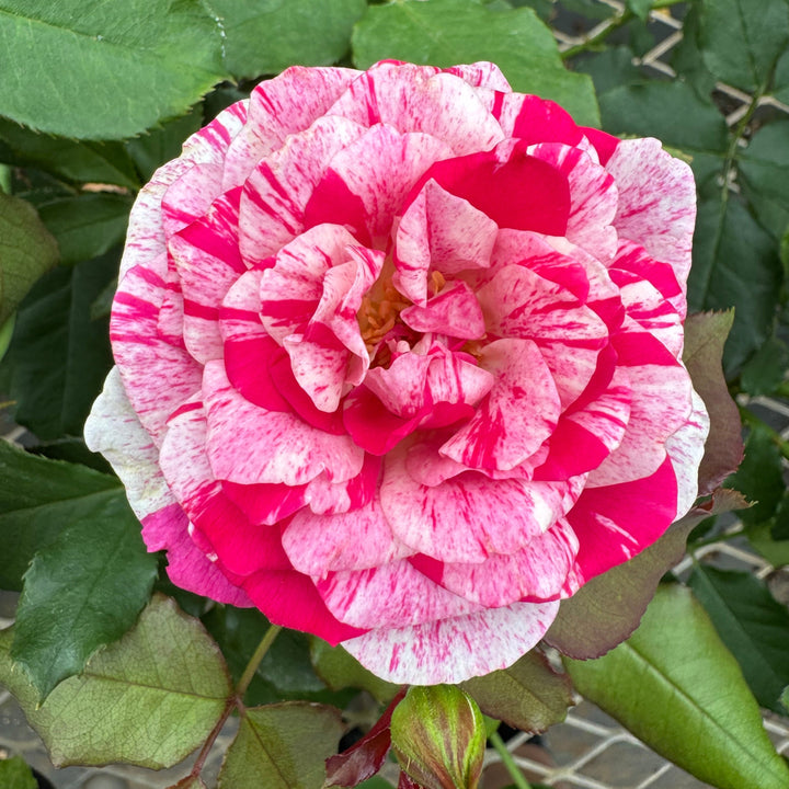 Roses grafted on Fortuniana Rootstock – Nelson's Southern Roses
