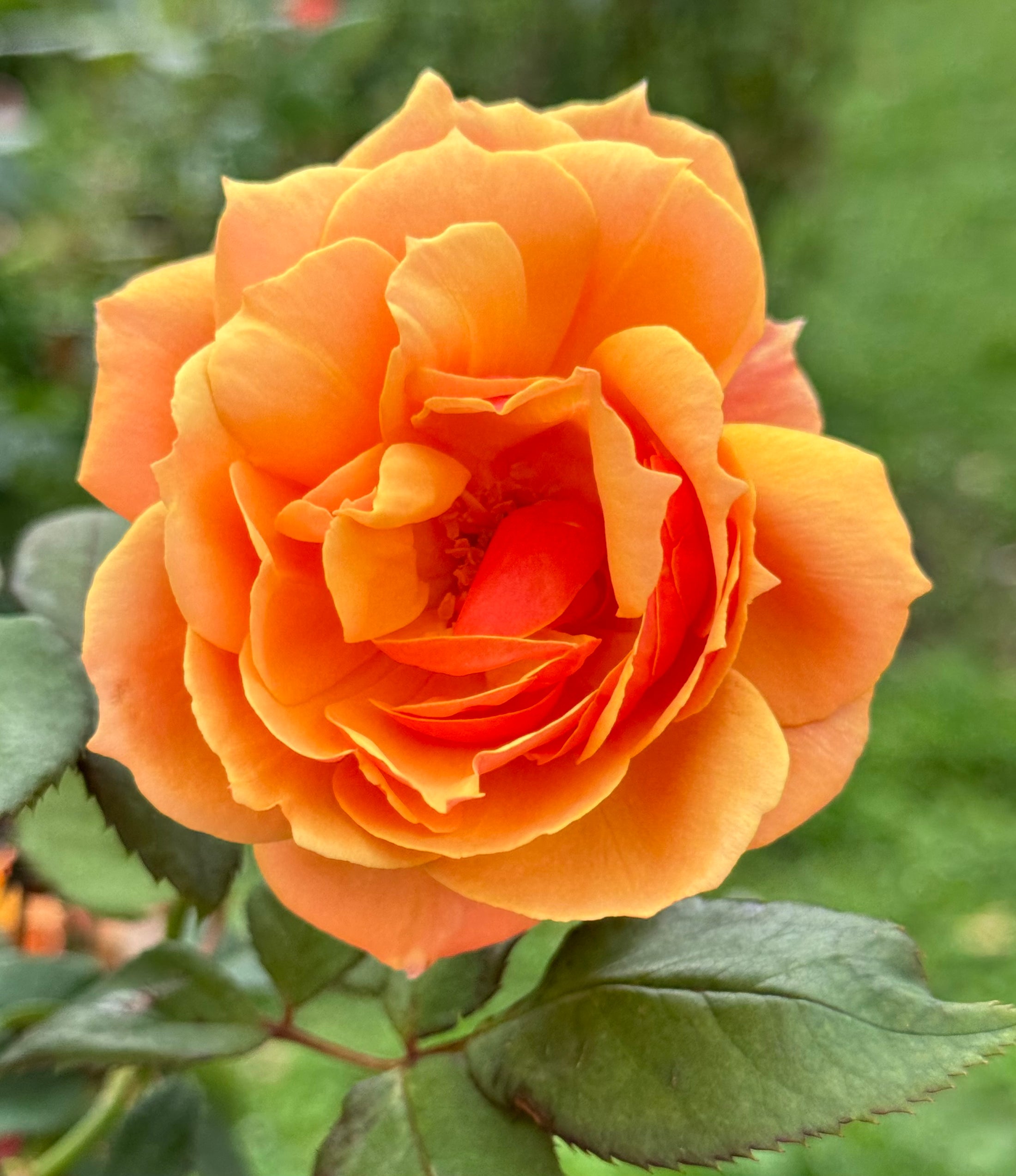 About Face – Nelson's Southern Roses