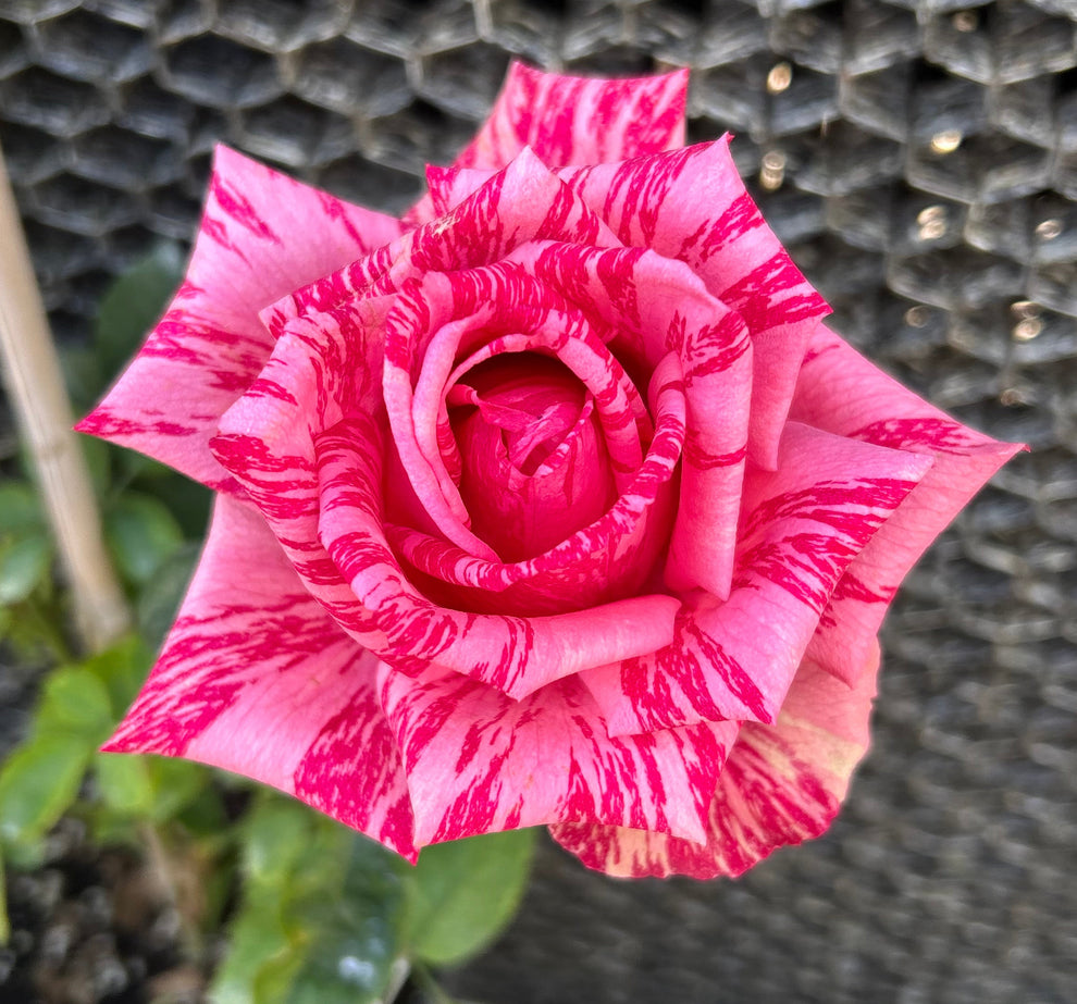Pink Intuition – Nelson's Southern Roses