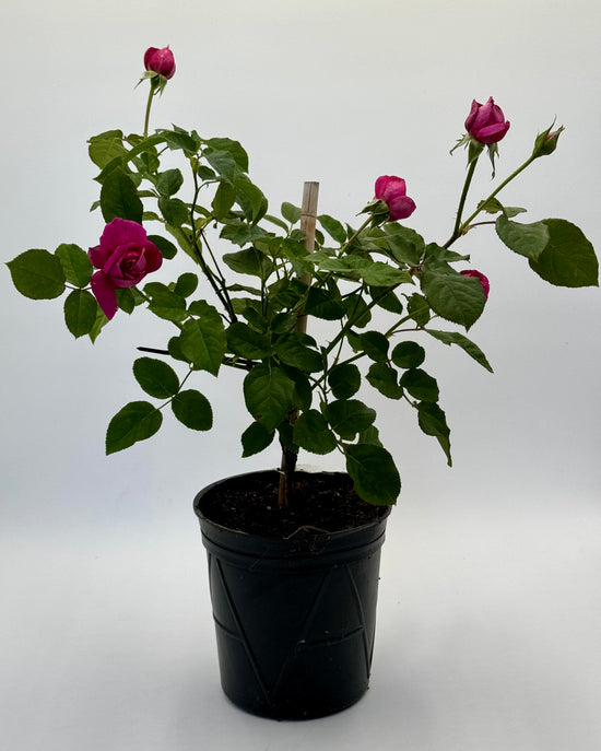 Heirloom – Nelson's Southern Roses