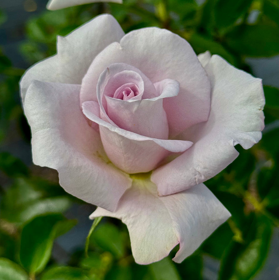 Grandiflora – Nelson's Southern Roses