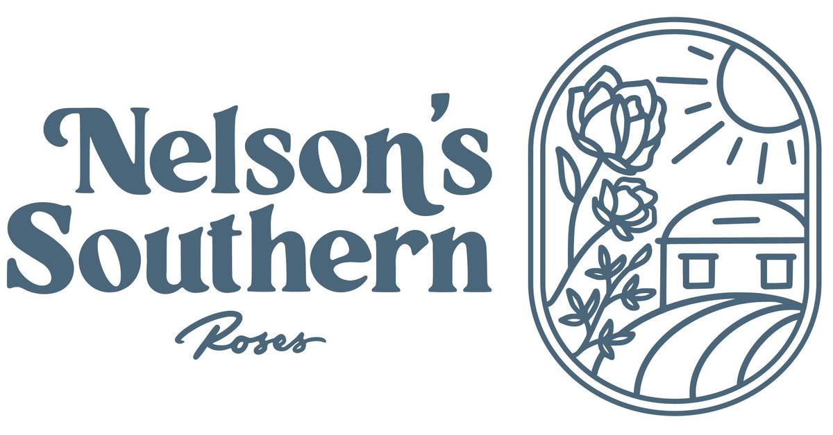 Roses grafted on Fortuniana Rootstock – Nelson's Southern Roses