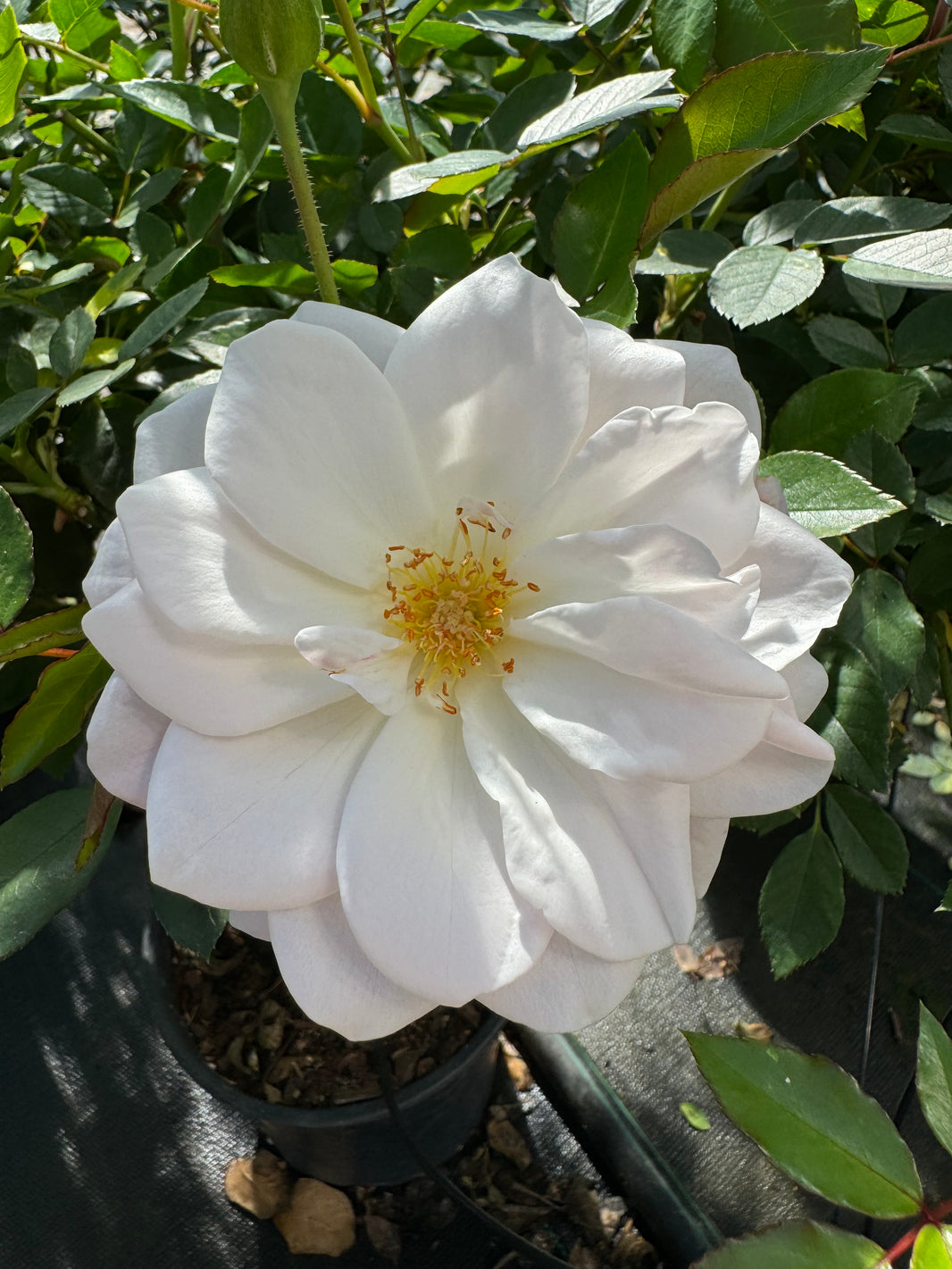 Floribunda – Nelson's Southern Roses