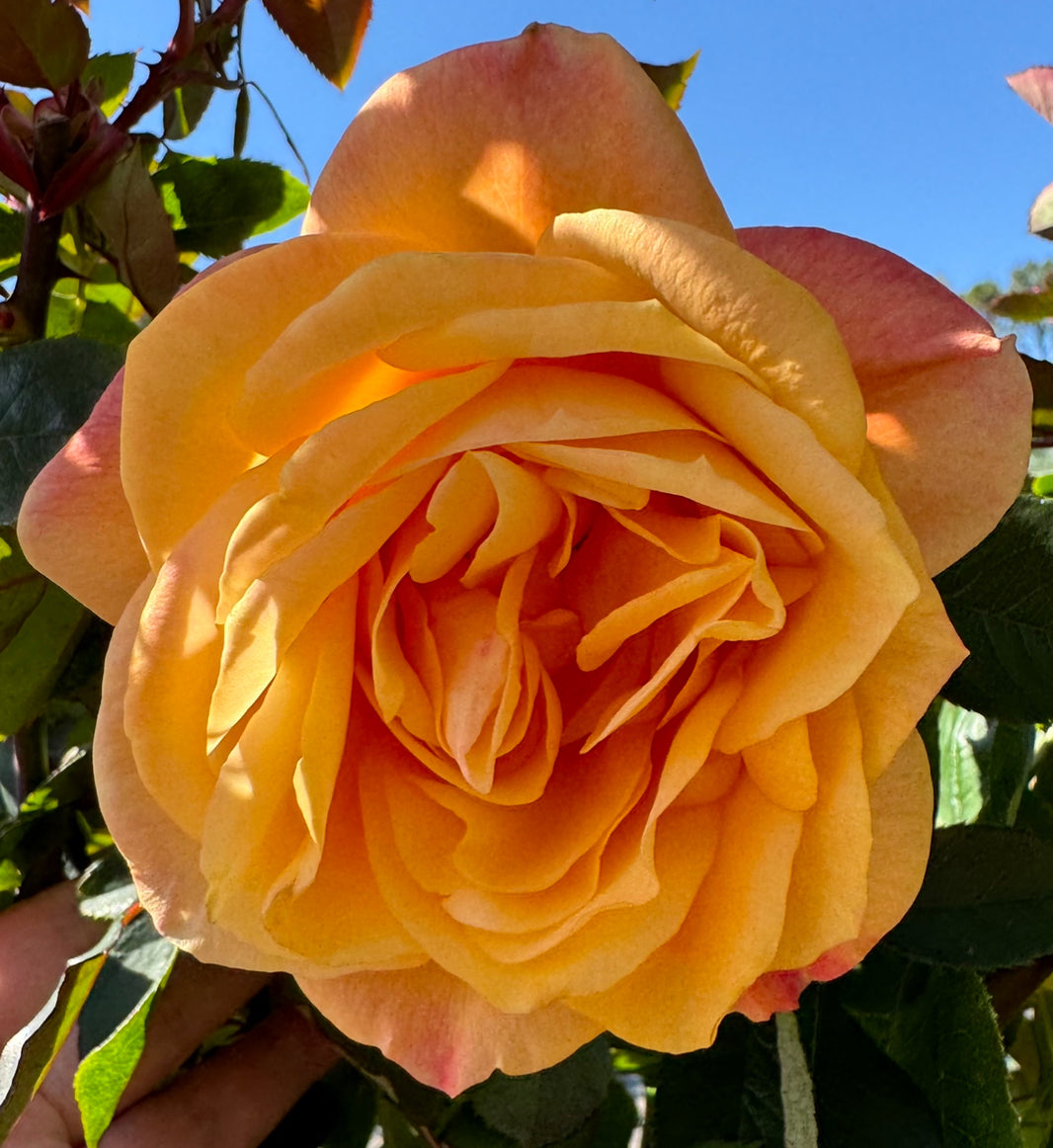 Grandiflora – Nelson's Southern Roses