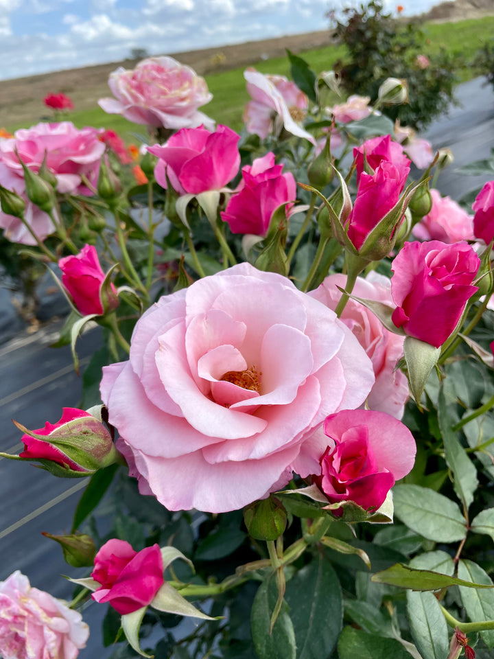 Roses grafted on Fortuniana Rootstock – Nelson's Southern Roses