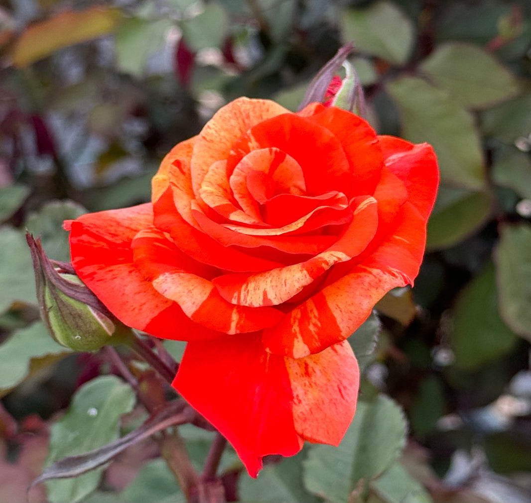 Roses grafted on Fortuniana Rootstock – Nelson's Southern Roses