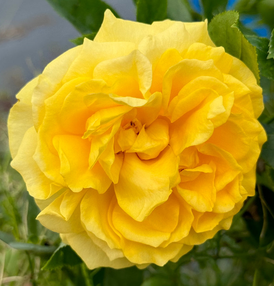 Roses grafted on Fortuniana Rootstock – Nelson's Southern Roses