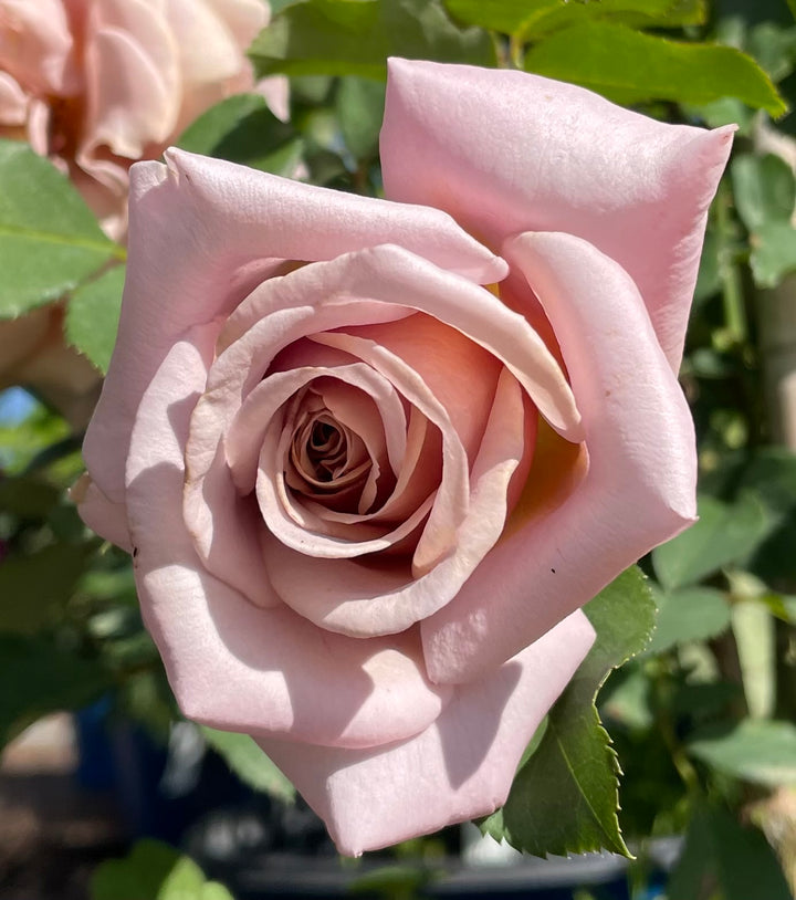 Roses grafted on Fortuniana Rootstock – Nelson's Southern Roses