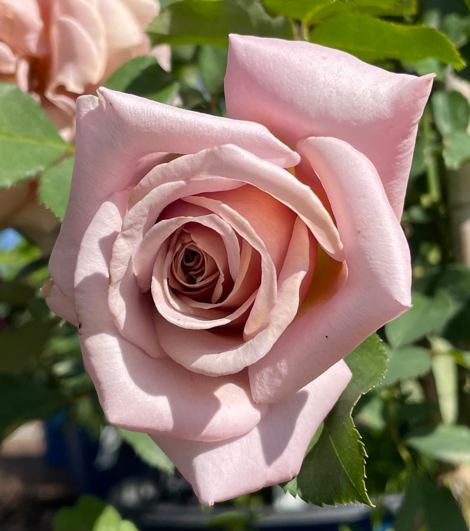 Roses grafted on Fortuniana Rootstock – Nelson's Southern Roses