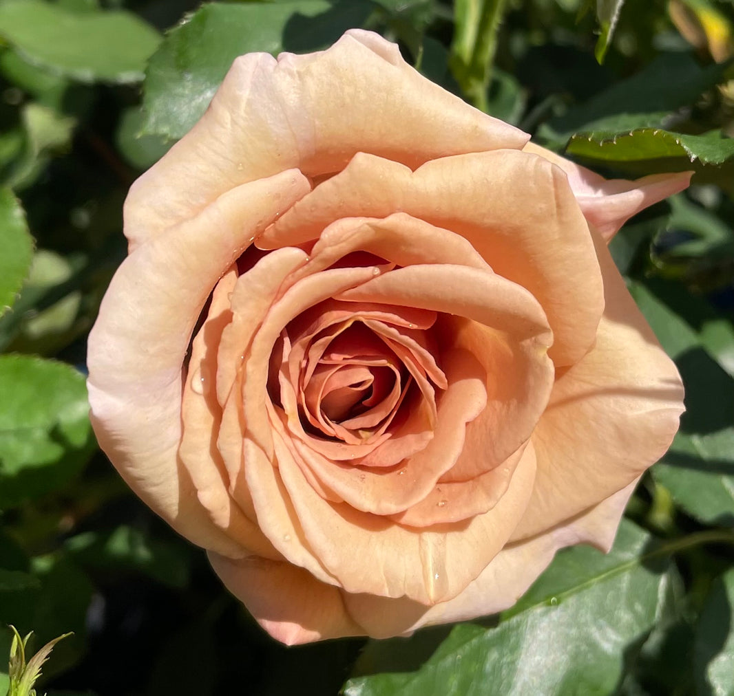 Roses grafted on Fortuniana Rootstock – Nelson's Southern Roses