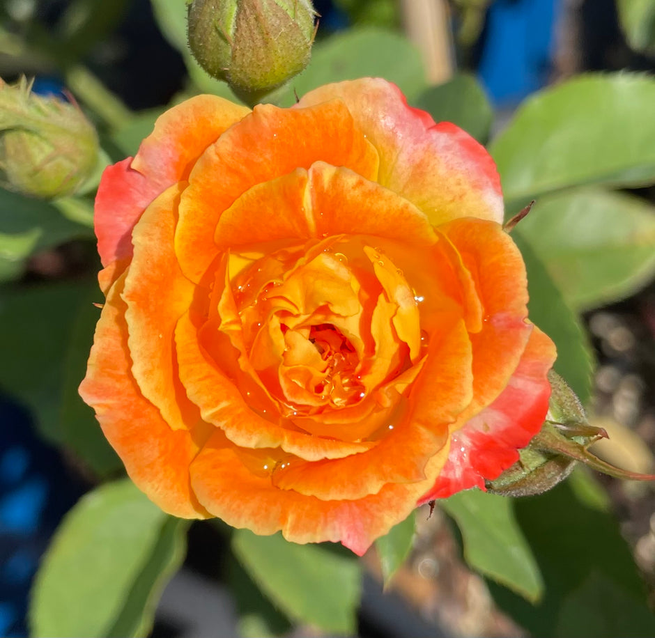 Climbers – Nelson's Southern Roses