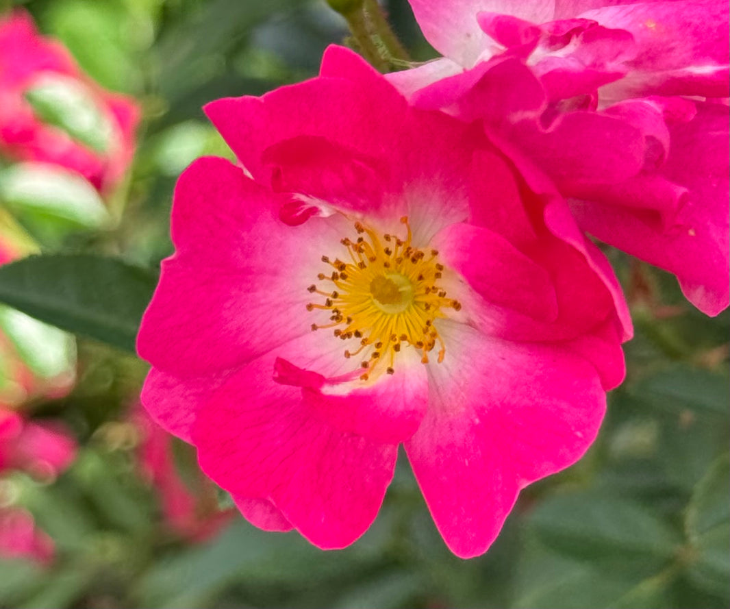 Shrubs – Nelson's Southern Roses