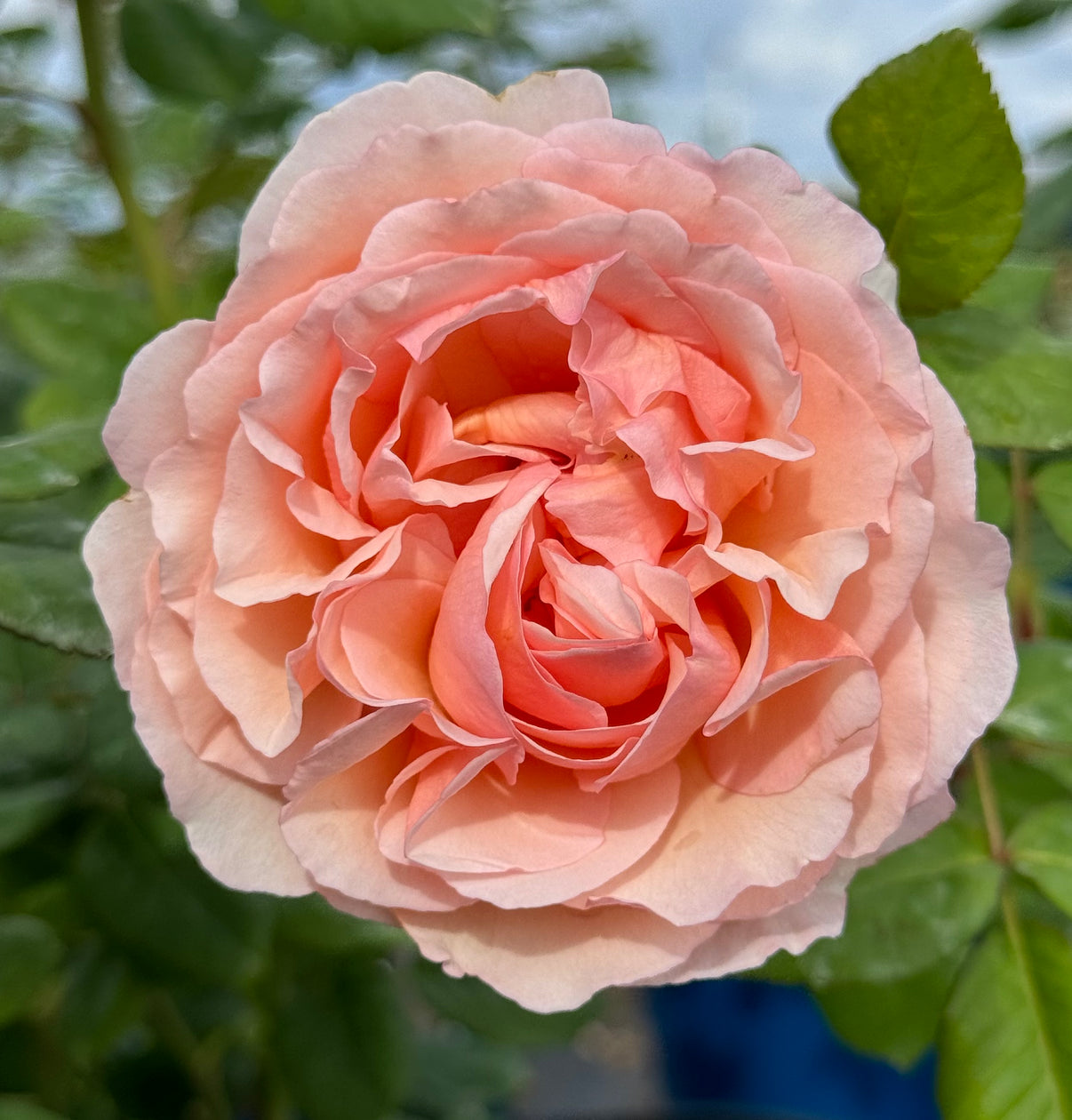 Princess Charlene de Monaco – Nelson's Southern Roses