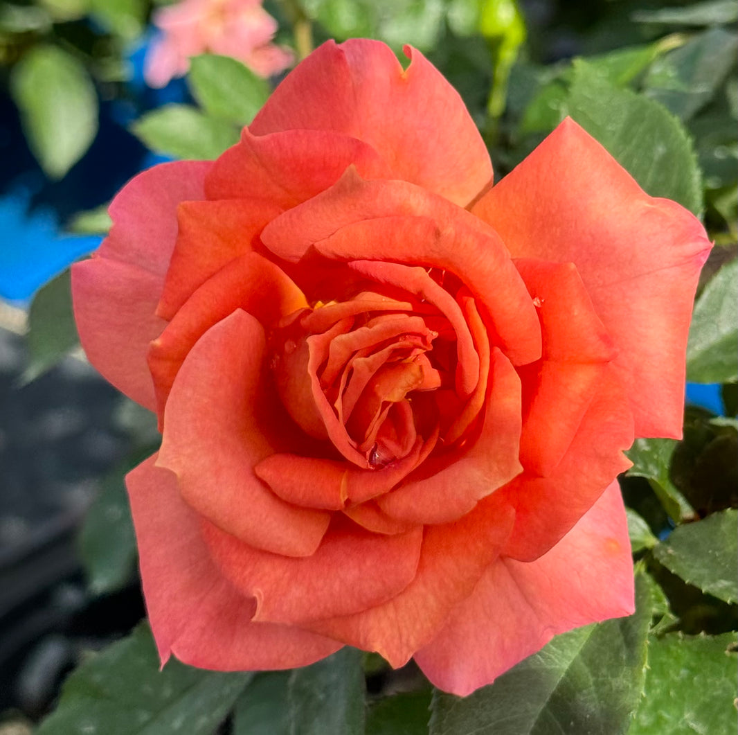 Floribunda – Nelson's Southern Roses