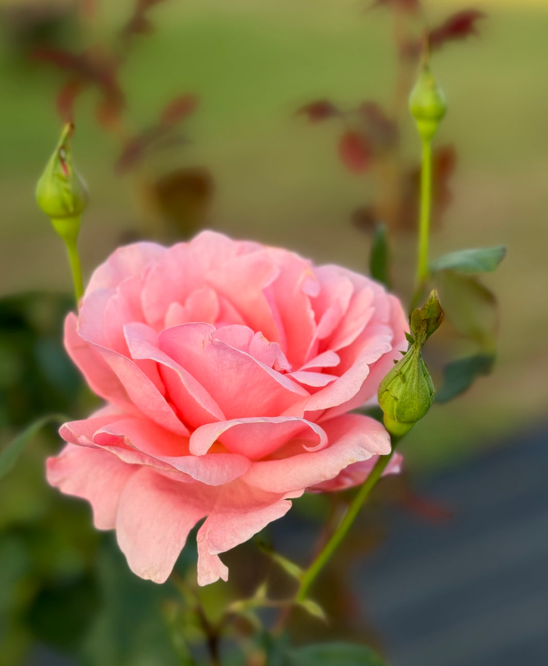 Roses grafted on Fortuniana Rootstock – Nelson's Southern Roses
