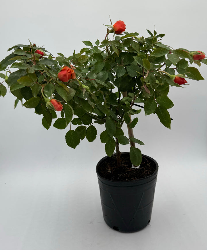 Roses grafted on Fortuniana Rootstock – Nelson's Southern Roses