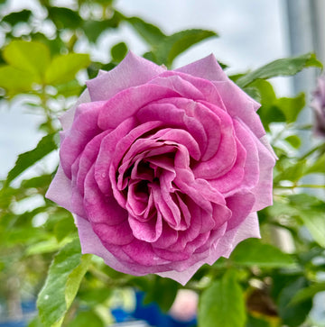 Roses grafted on Fortuniana Rootstock – Nelson's Southern Roses